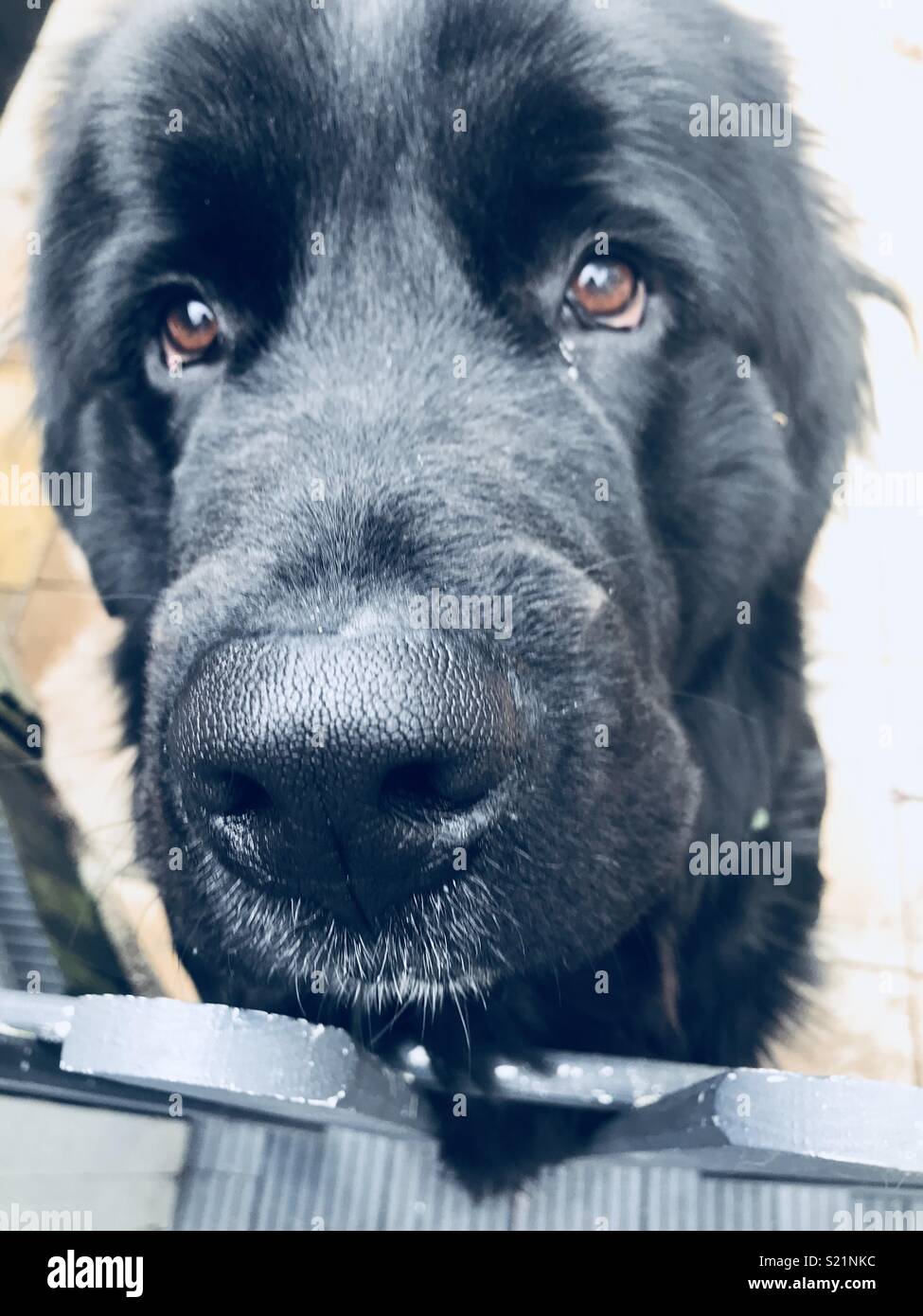Newfoundland teddy bear hi-res stock photography and images - Alamy