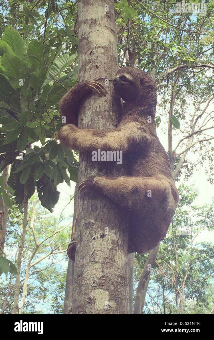 Sloth sanctuary and costa rica hi-res stock photography and images - Alamy