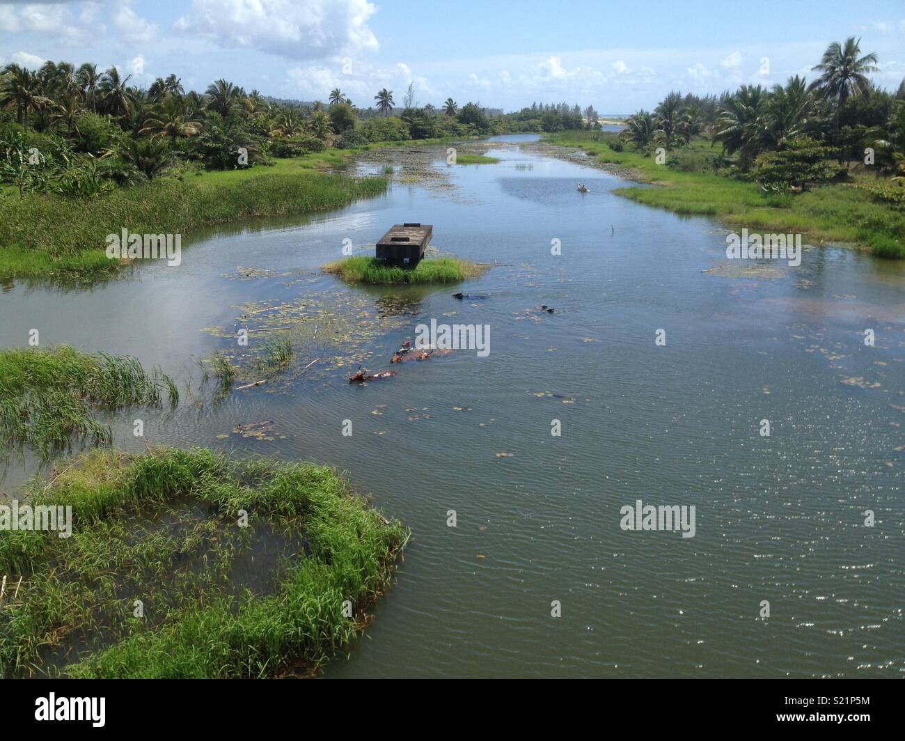 Zebu Madagascar High Resolution Stock Photography and Images - Alamy