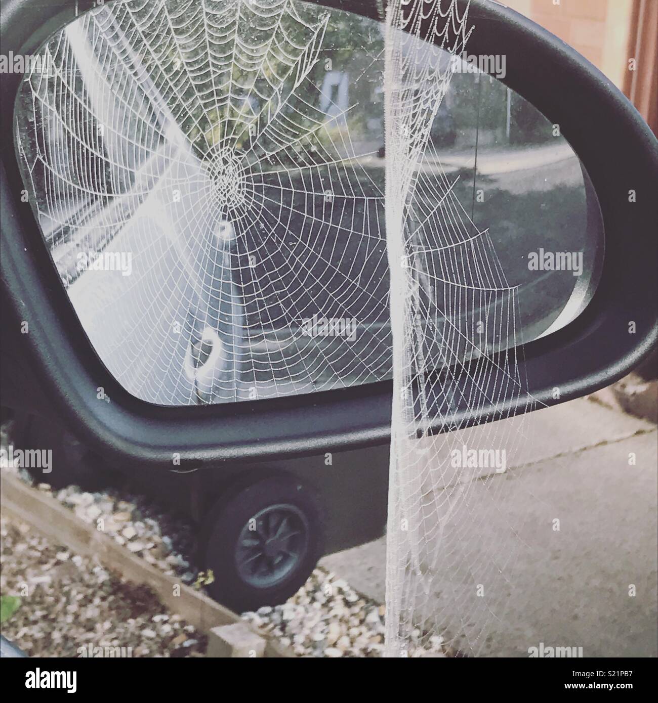 Cobweb in car mirror Stock Photo - Alamy