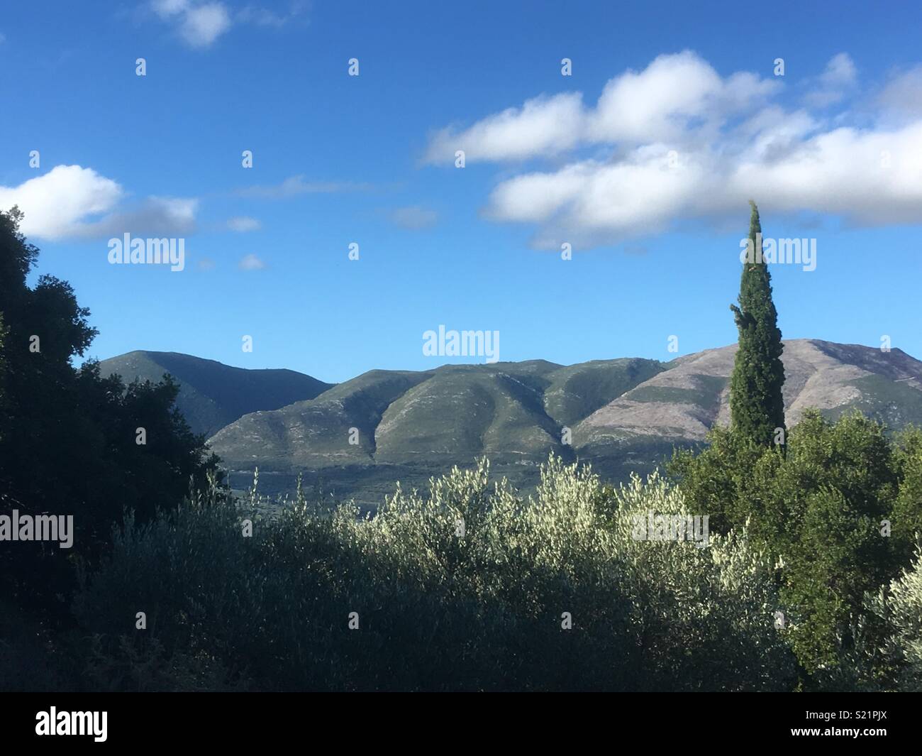 Zante tree hi-res stock photography and images - Alamy