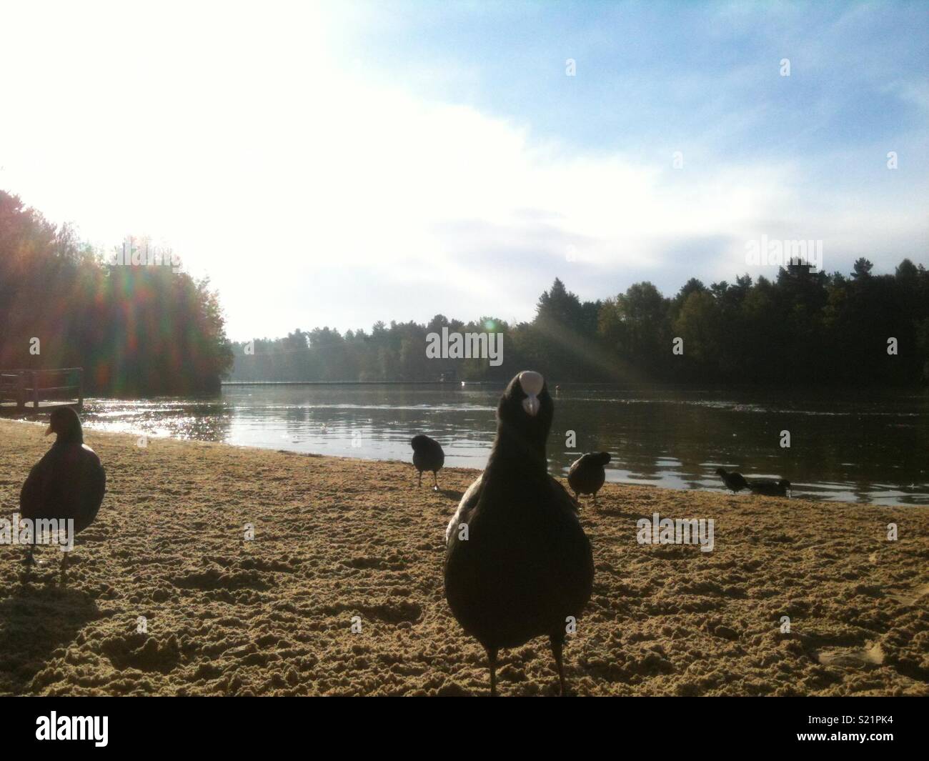 Cute looking british bird hi-res stock photography and images - Alamy