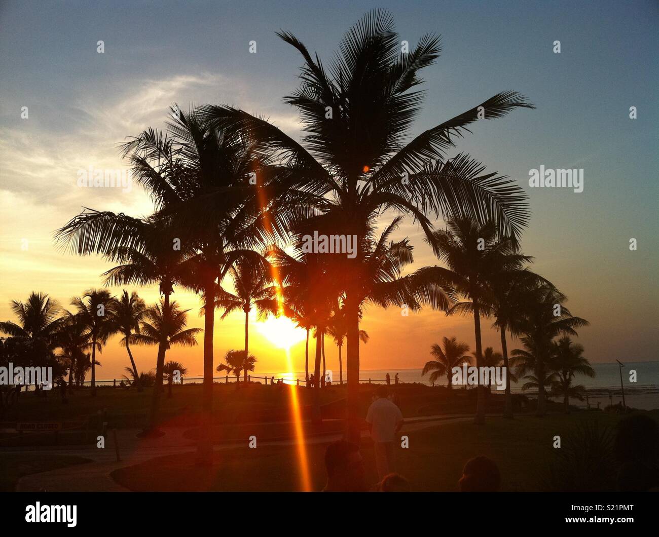 Australia palm tree hi-res stock photography and images - Alamy