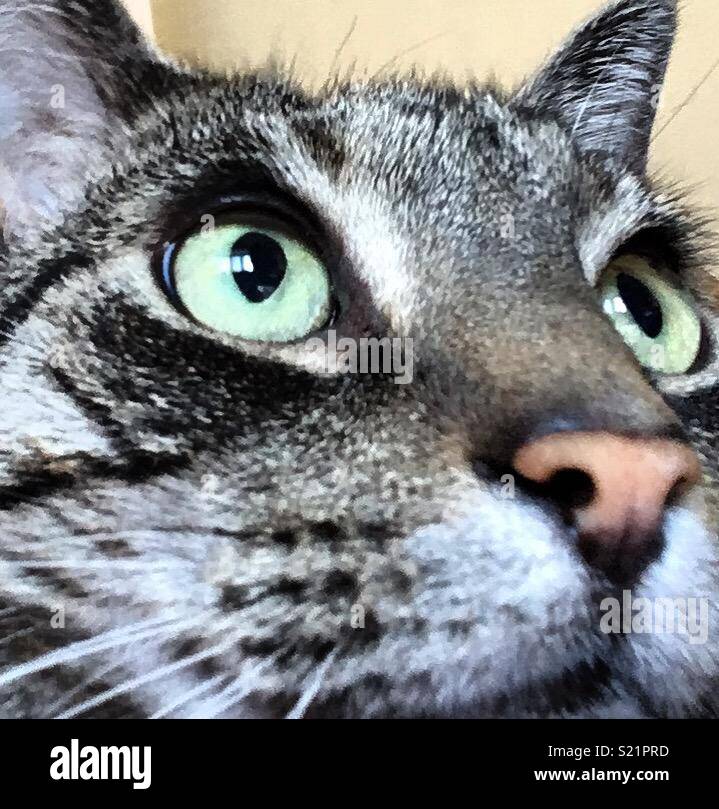 Closeup tabby hi-res stock photography and images - Alamy