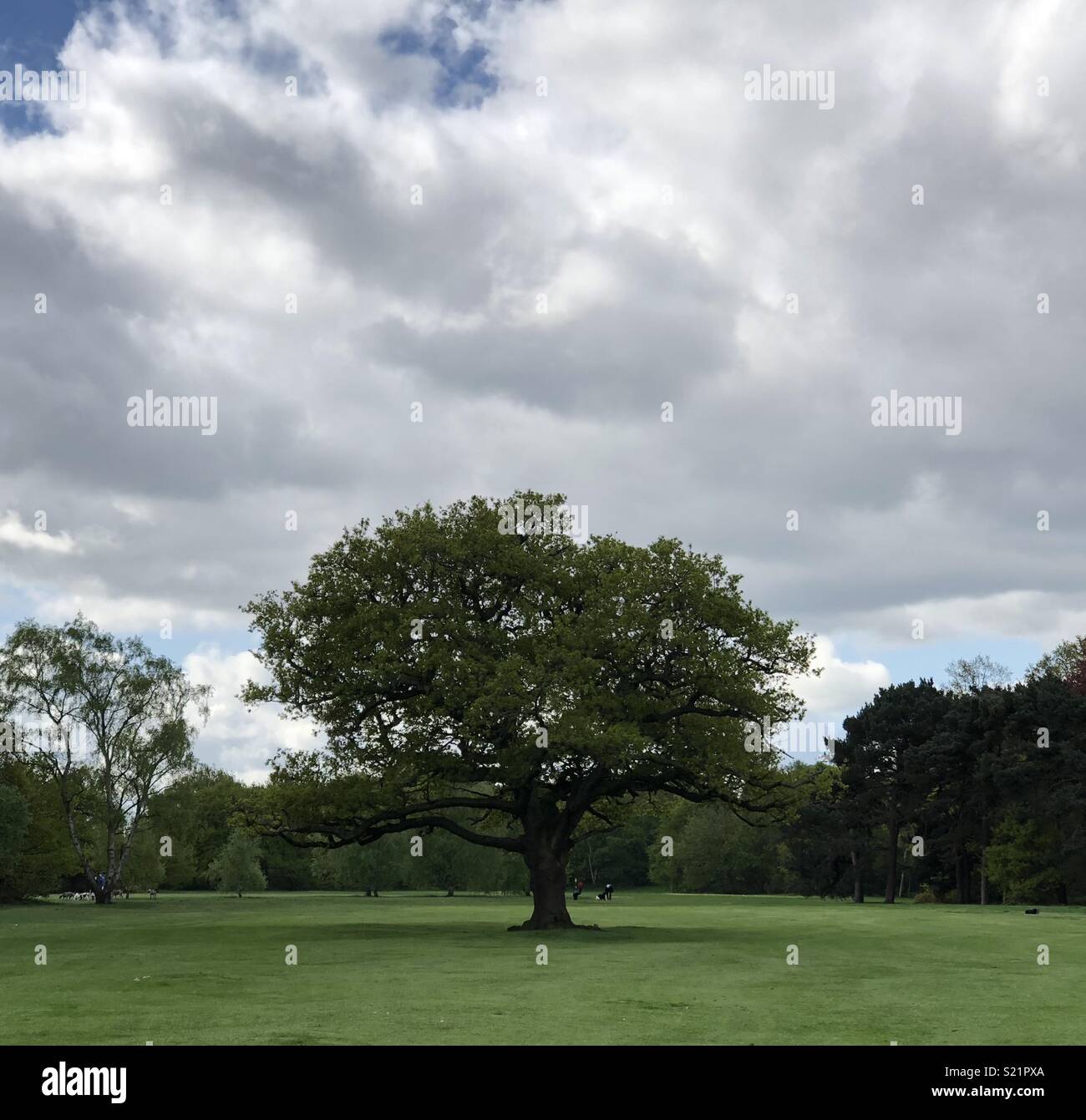 Tree with cloudy sky hi-res stock photography and images - Alamy