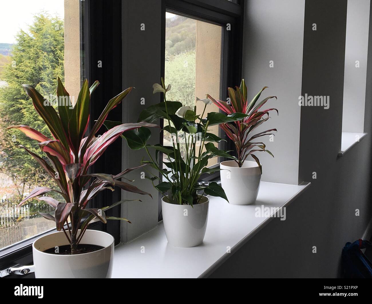 Plants office hi-res stock photography and images - Alamy