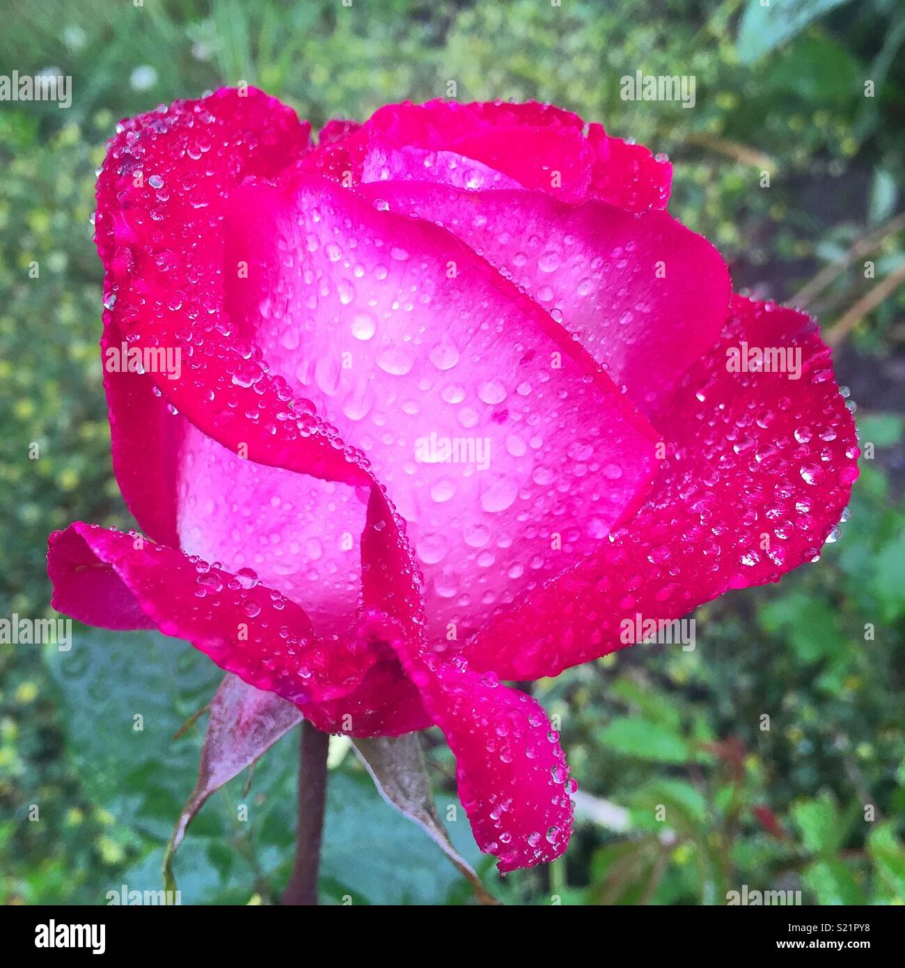 Raindrops on roses Stock Photo - Alamy