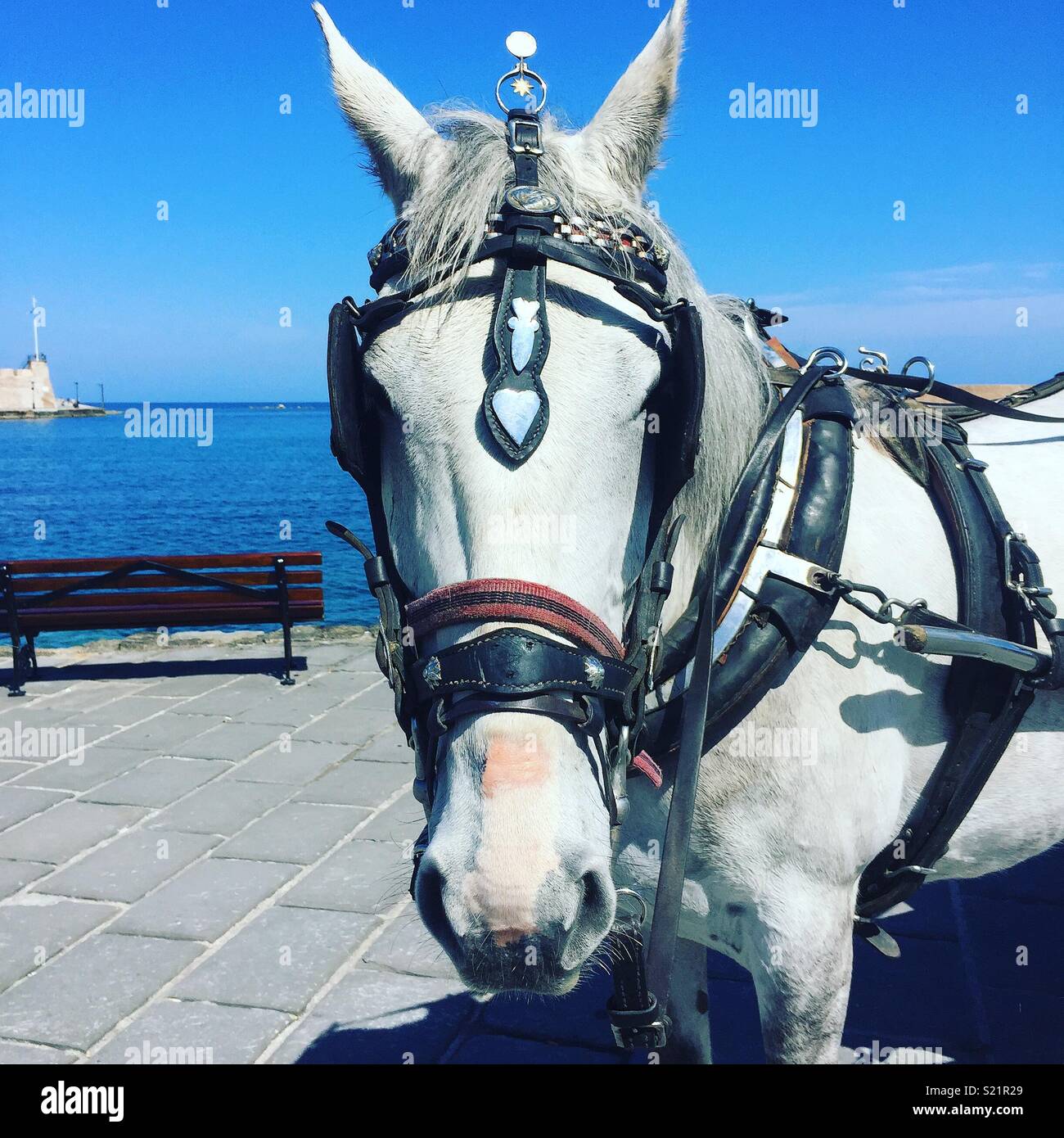Horsing around hi-res stock photography and images - Alamy