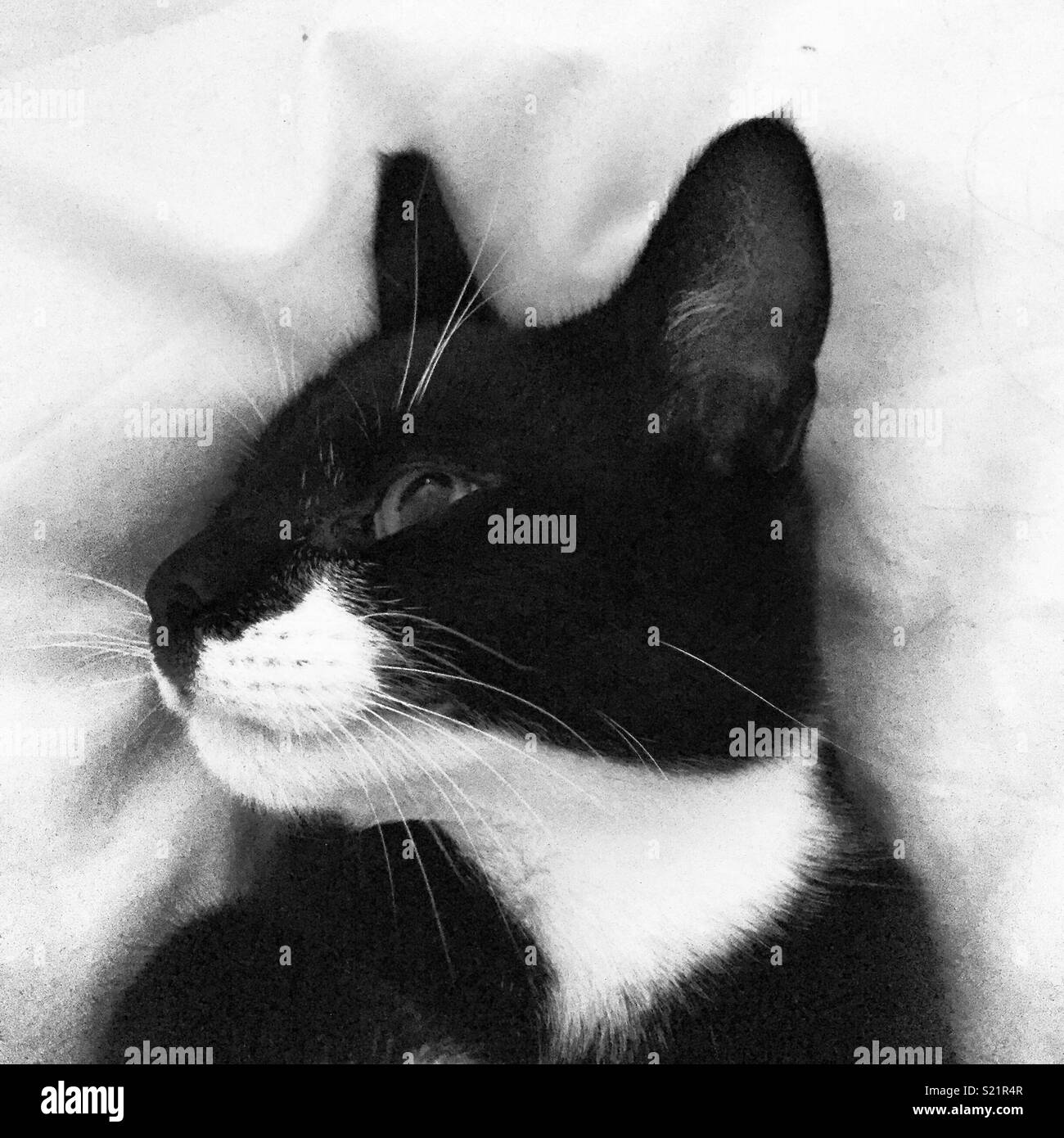 Figaro the cat hi-res stock photography and images - Alamy