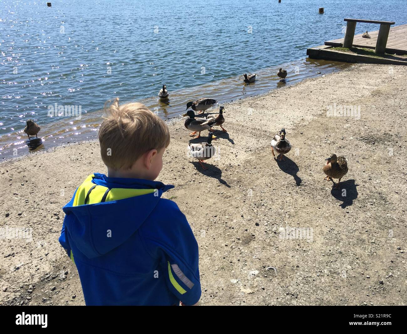 Boy watching ducks hi-res stock photography and images - Alamy