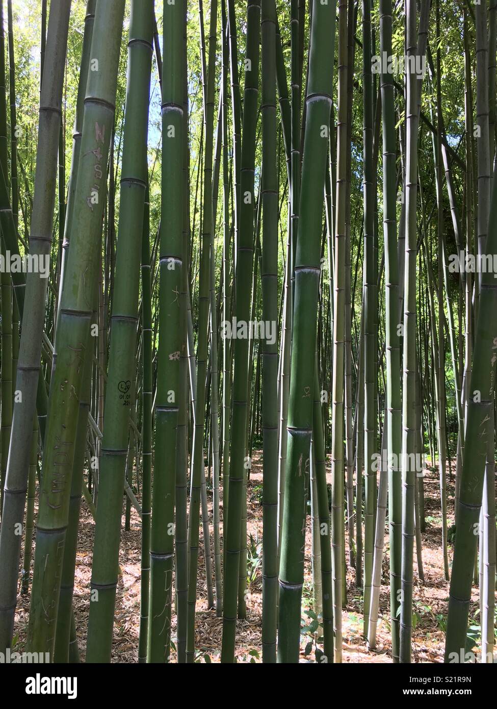 Bamboo thick straight stems hi-res stock photography and images - Alamy