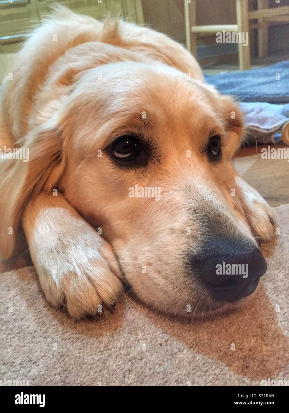 Deputy dog colour Stock Photo - Alamy