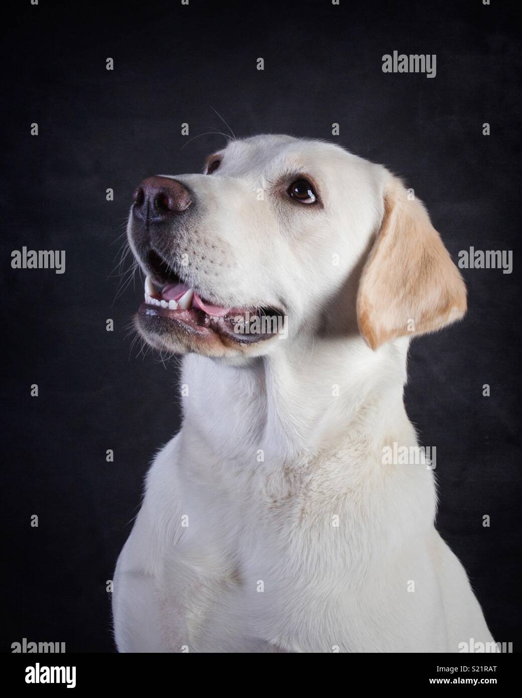 Buddy dog hi-res stock photography and images - Alamy