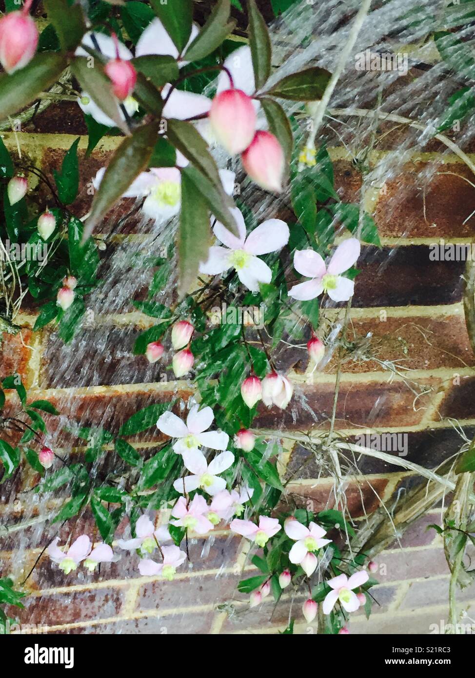 Summer flowers being watered Stock Photo - Alamy