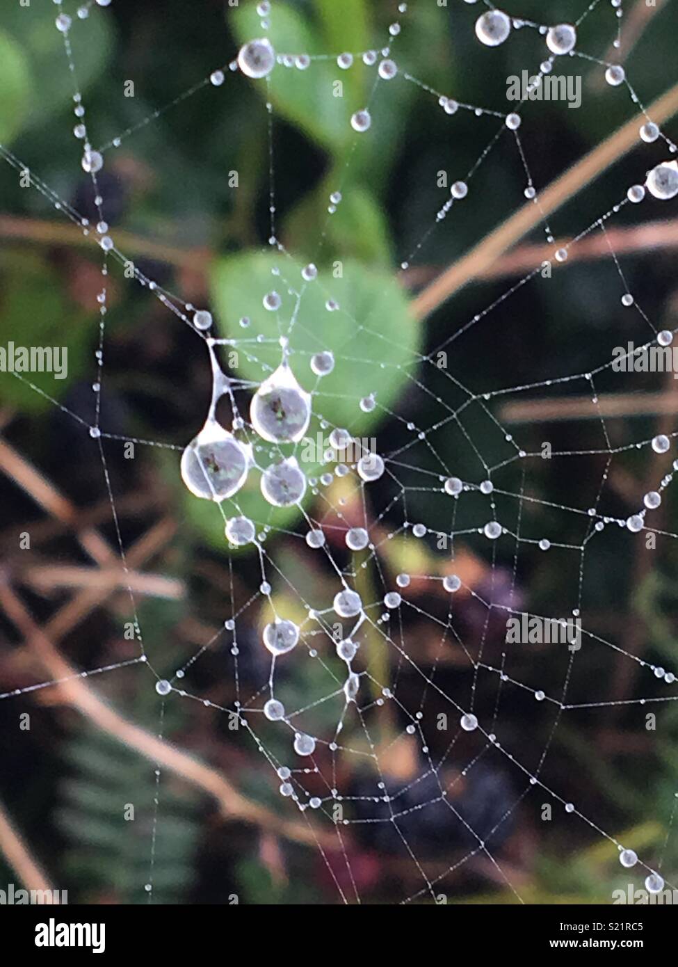 Raindrops on web hi-res stock photography and images - Alamy