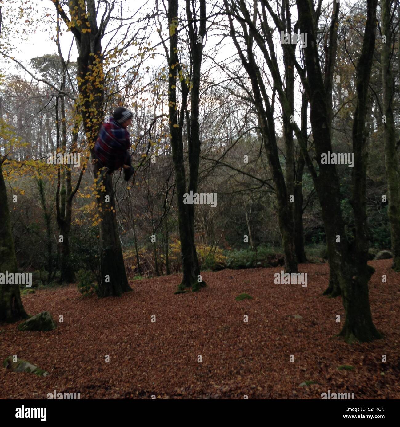 Boy swings in woods hi-res stock photography and images - Alamy