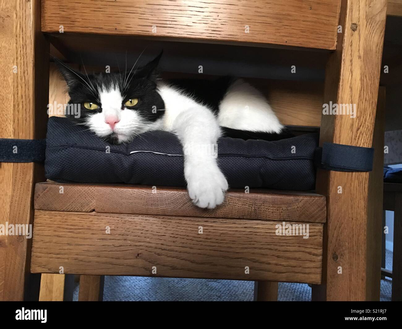 Pondering cat hi-res stock photography and images - Alamy