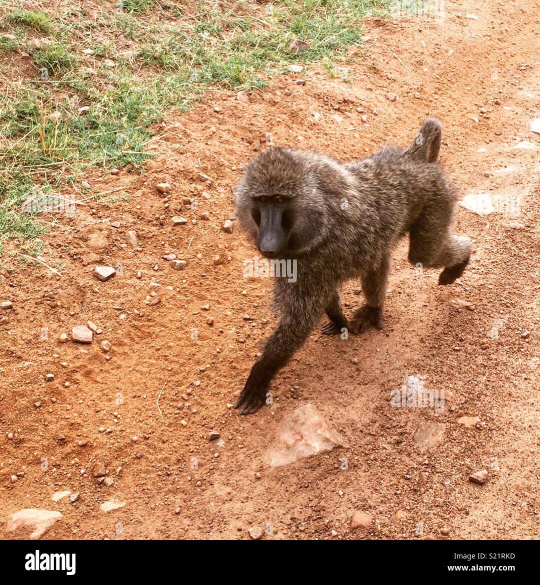 Olive baboon walking on all fours on a dirt track Stock Photo - Alamy