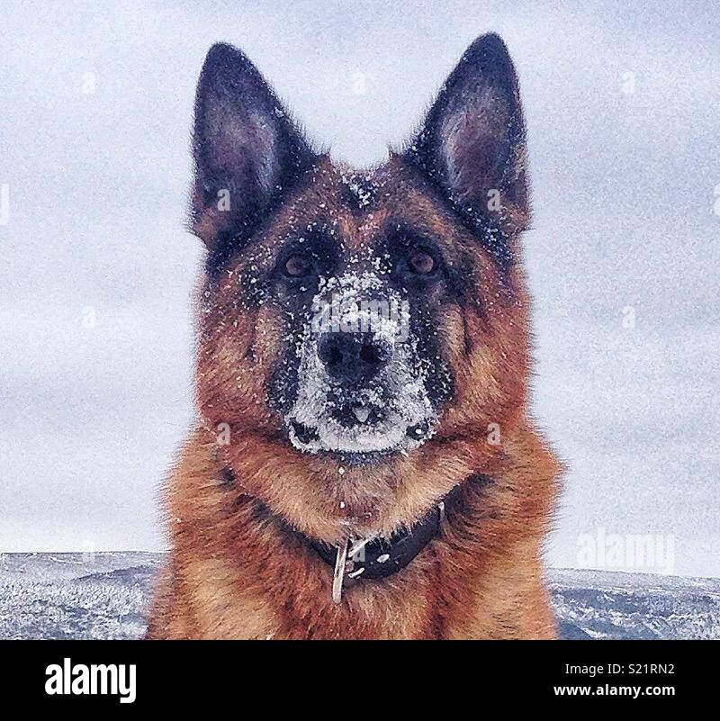 Winter German shepherd Stock Photo - Alamy