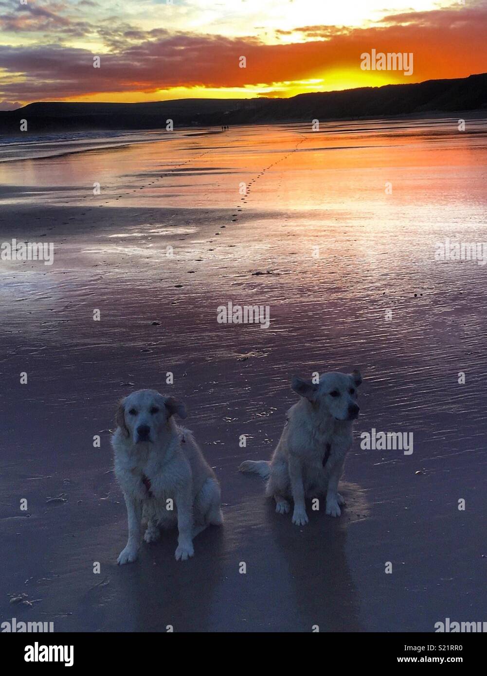 Sunset dogs on the beach Stock Photo - Alamy