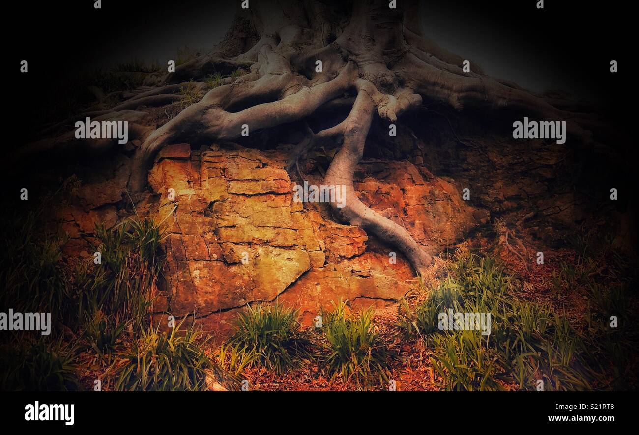 Oak tree roots hi-res stock photography and images - Alamy