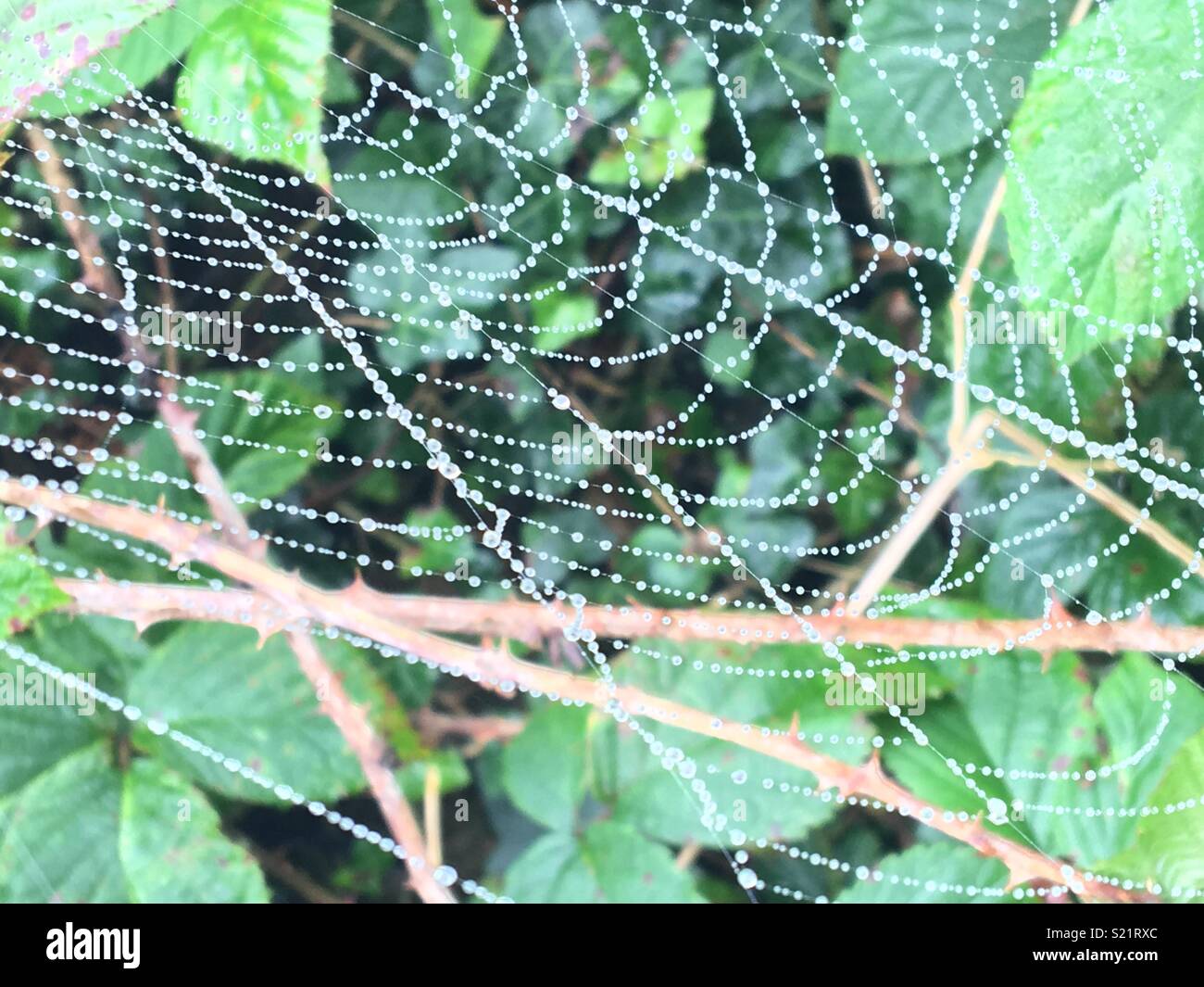 Jewel covered cobweb Stock Photo - Alamy