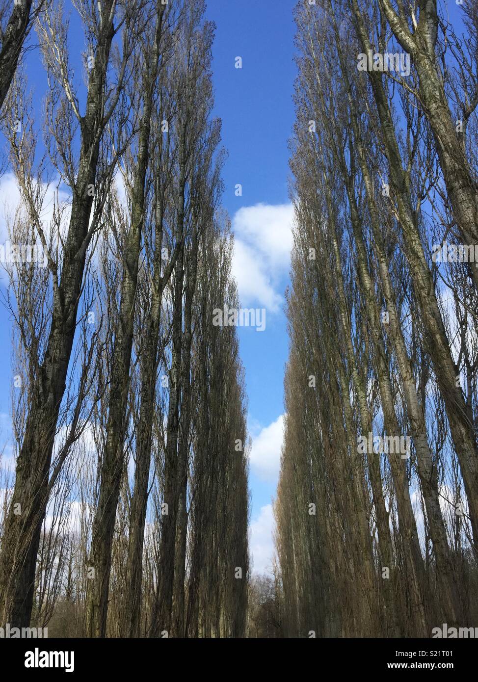 Line of trees Stock Photo - Alamy