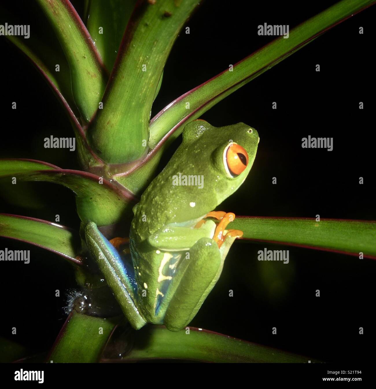 Costa Rican red eyed tree frog in Monteverde rain forest Stock Photo ...
