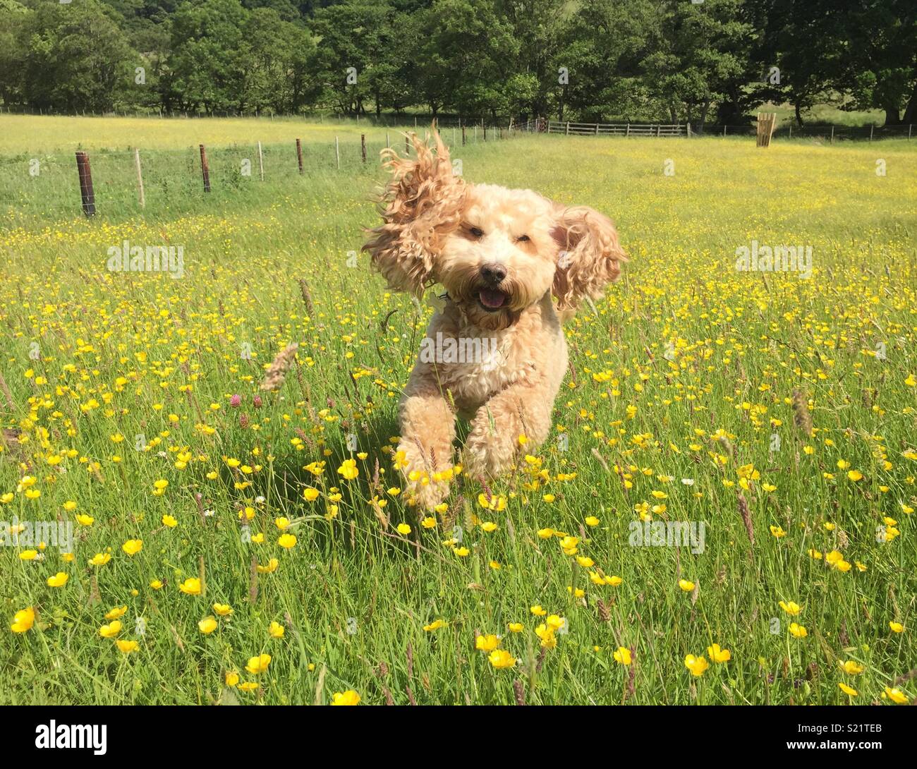 Cockapoo in flowers hi-res stock photography and images - Alamy