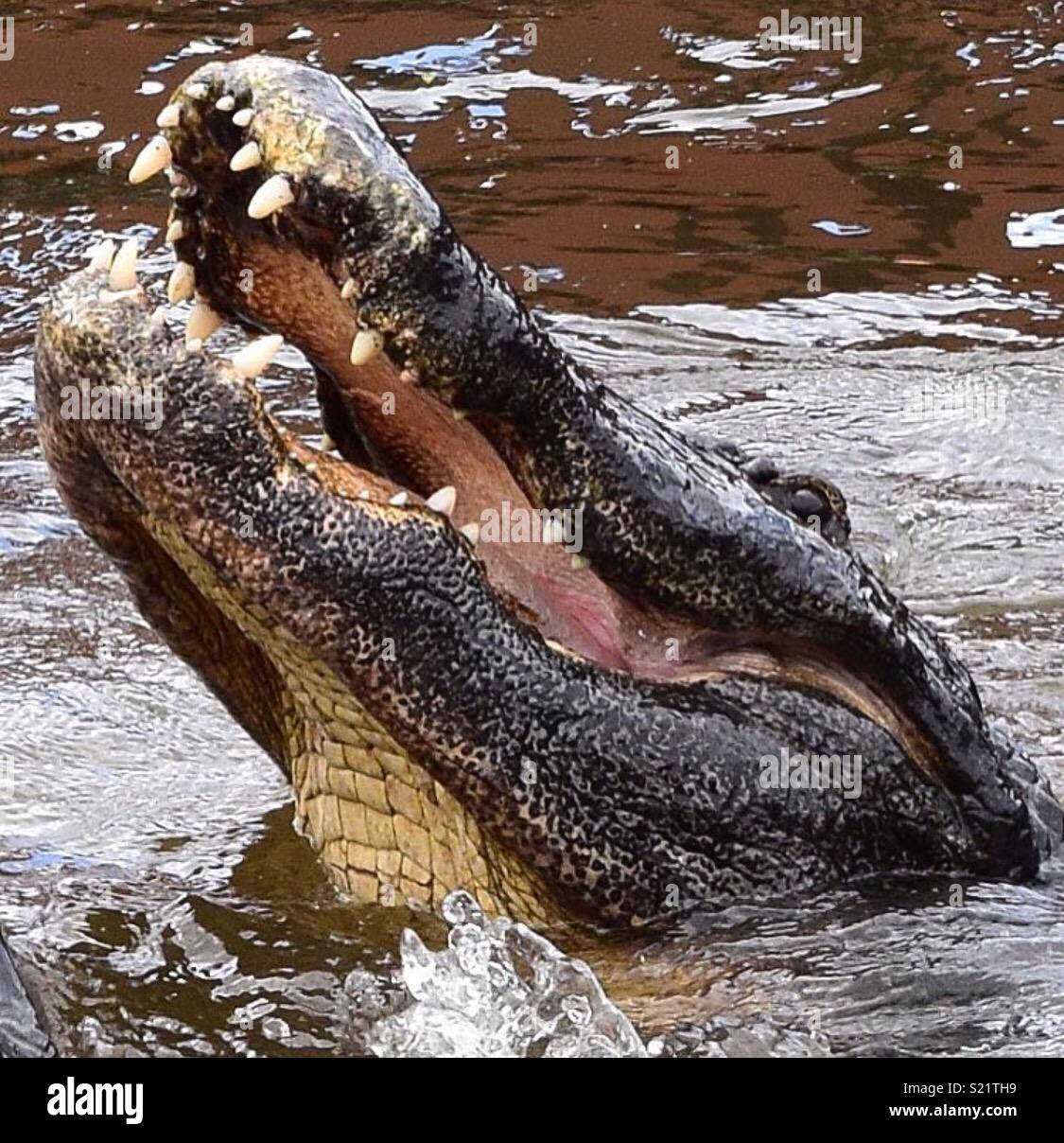 Snappy crocodile hi-res stock photography and images - Alamy