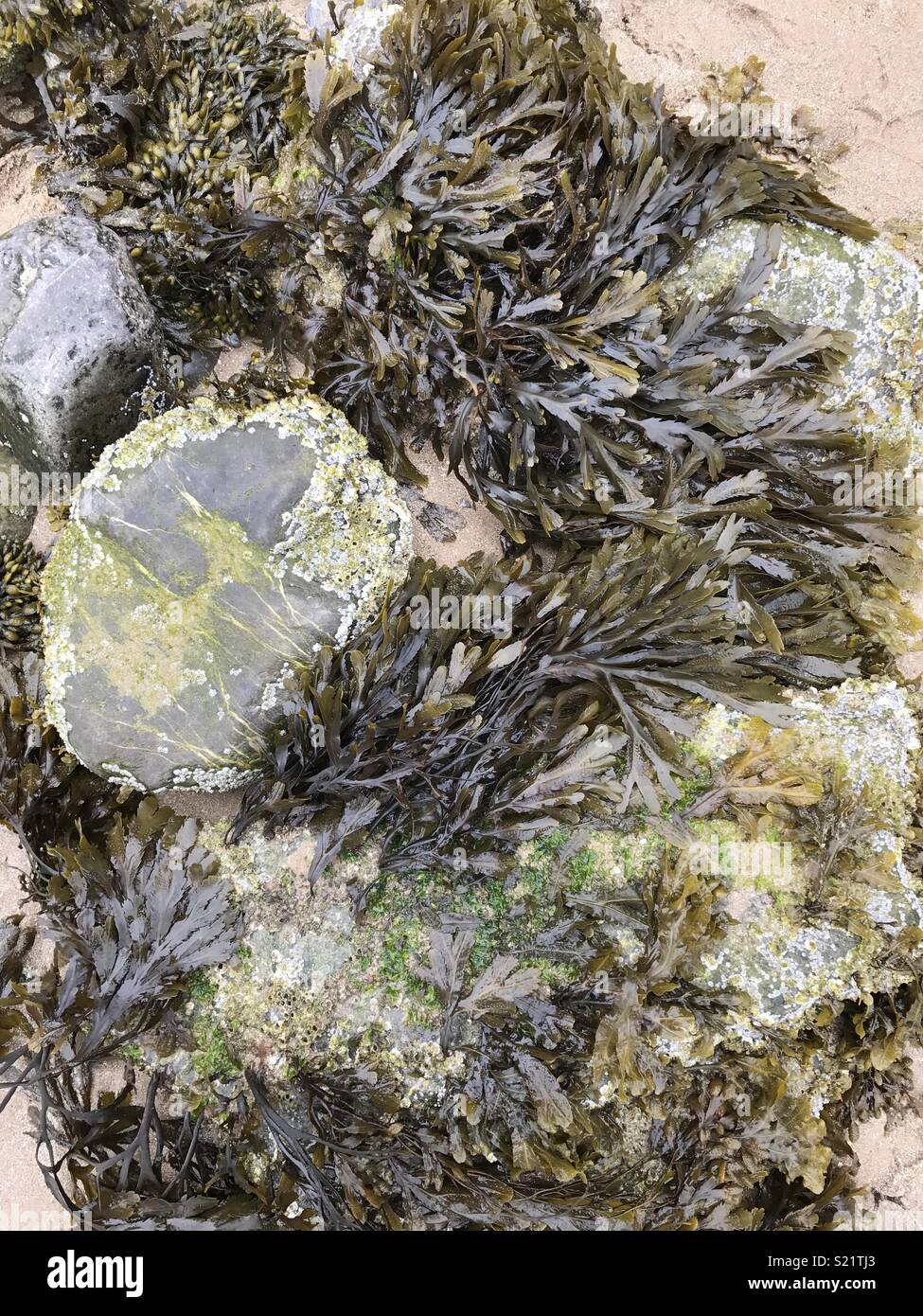 Rock pools and seaweed Stock Photo - Alamy