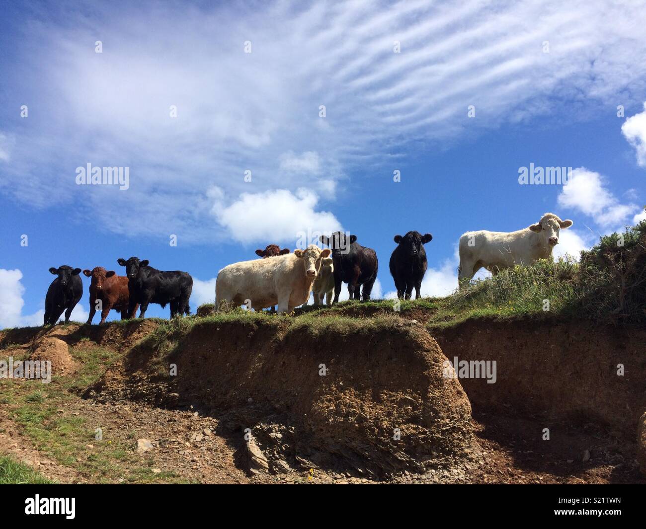Cows hill hi-res stock photography and images - Alamy