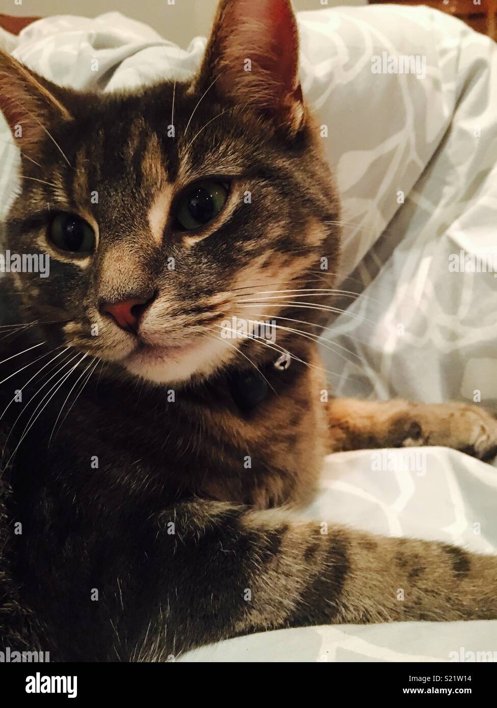 Stanley the cat Stock Photo - Alamy