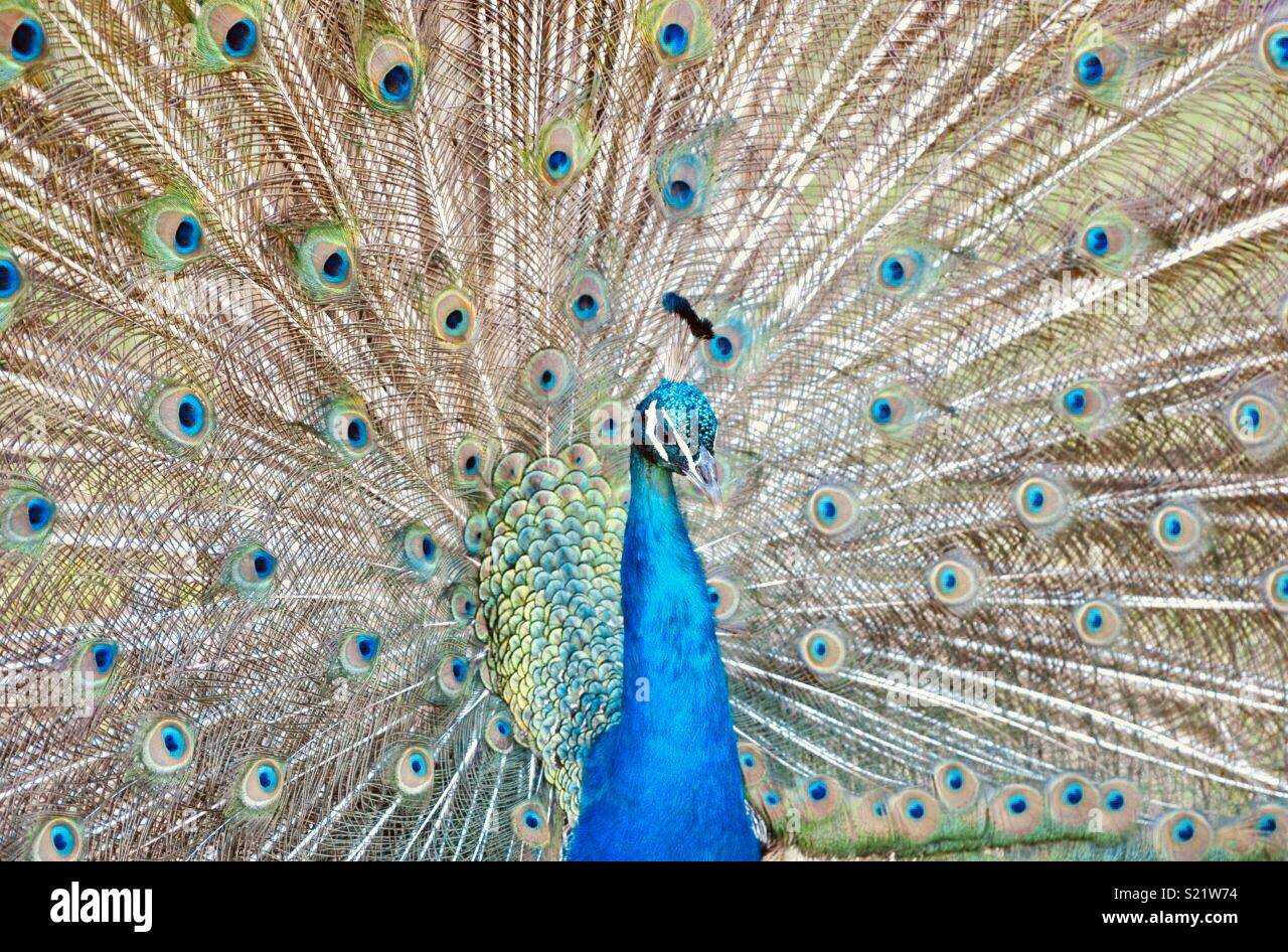 Peacock with full plumage Stock Photo - Alamy