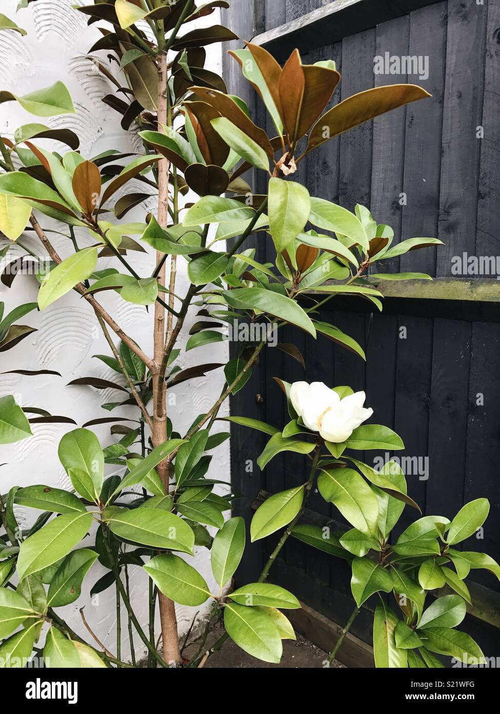 Magnolia in the garden Stock Photo - Alamy