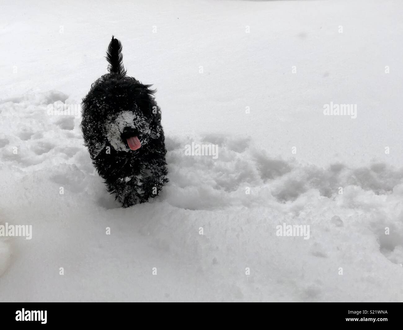 Cockapoo puppy dog hi-res stock photography and images - Alamy