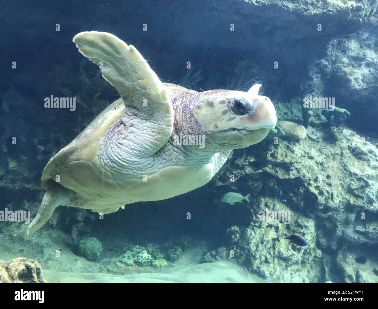 Seaworld turtle hi-res stock photography and images - Alamy