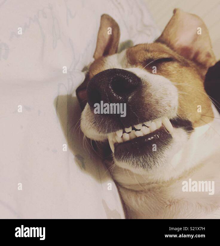 Dog smile teeth hi-res stock photography and images - Alamy