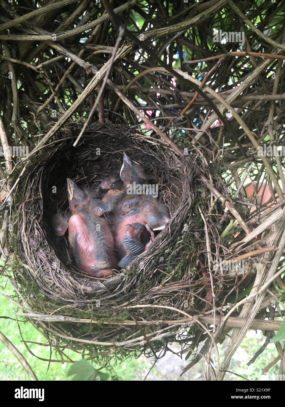 Baby Blackbirds High Resolution Stock Photography and Images - Alamy