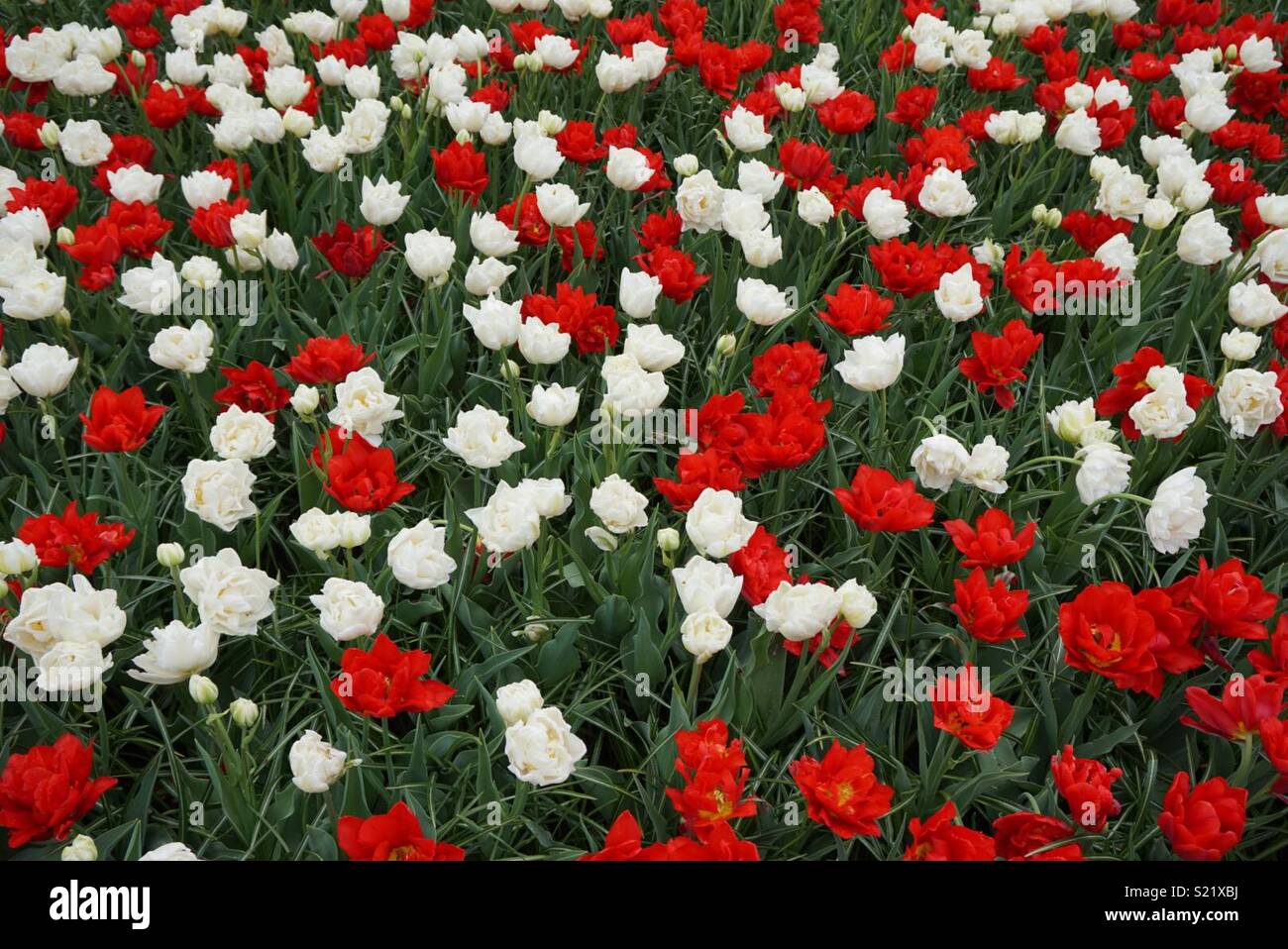 Red and White Flowers Stock Photo - Alamy