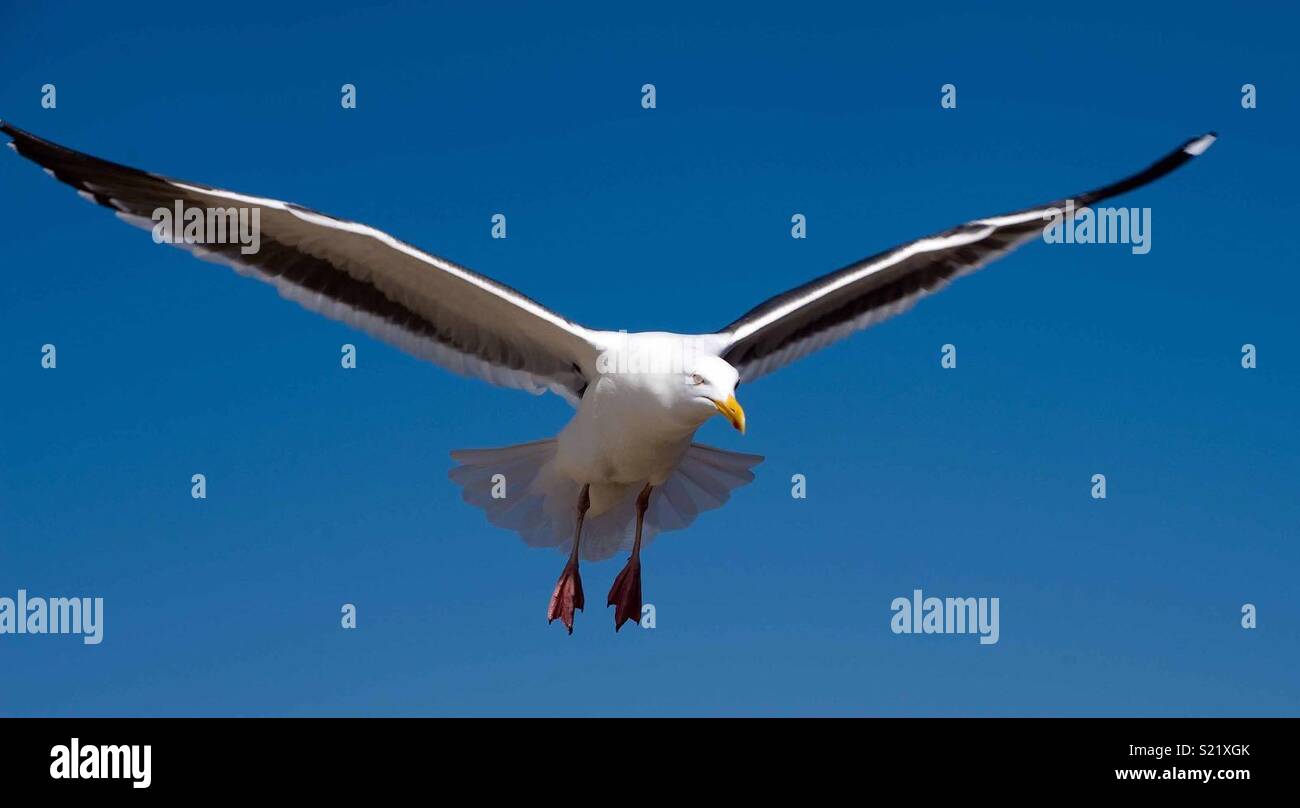 Seagull in flight Stock Photo - Alamy