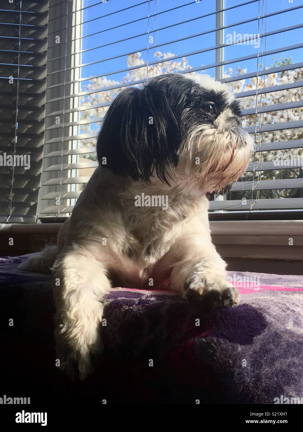 Dixie dog hi-res stock photography and images - Alamy