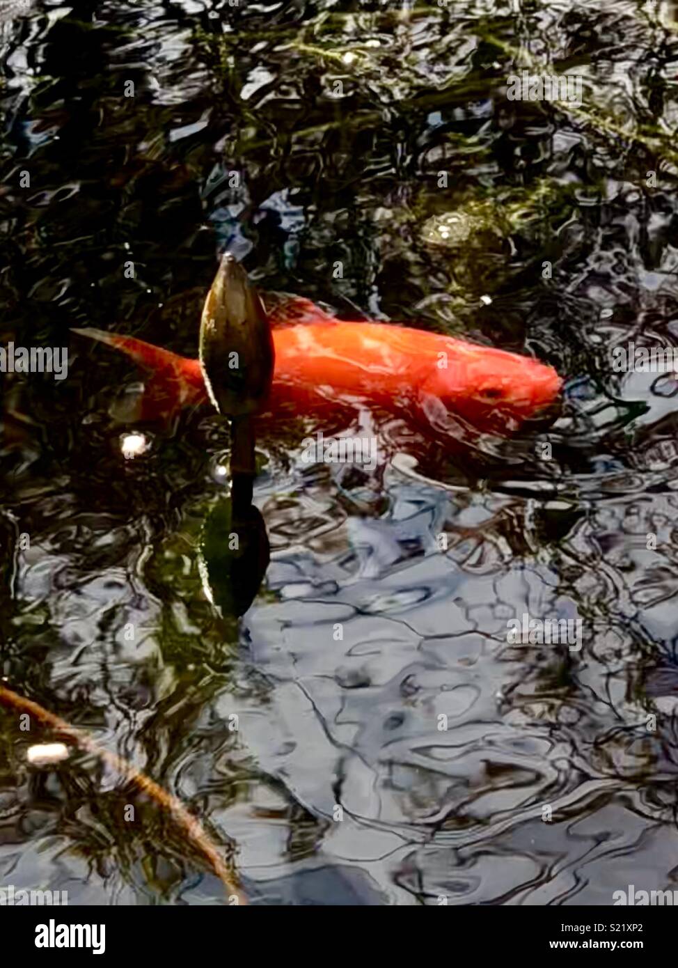 Fish Pond Reflections High Resolution Stock Photography and Images - Alamy