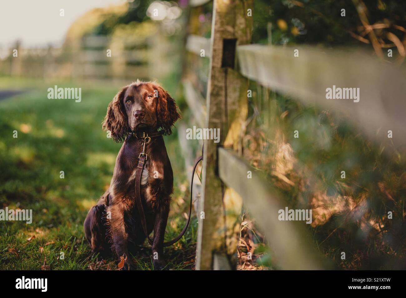 Working cocker spaniel Stock Photo - Alamy