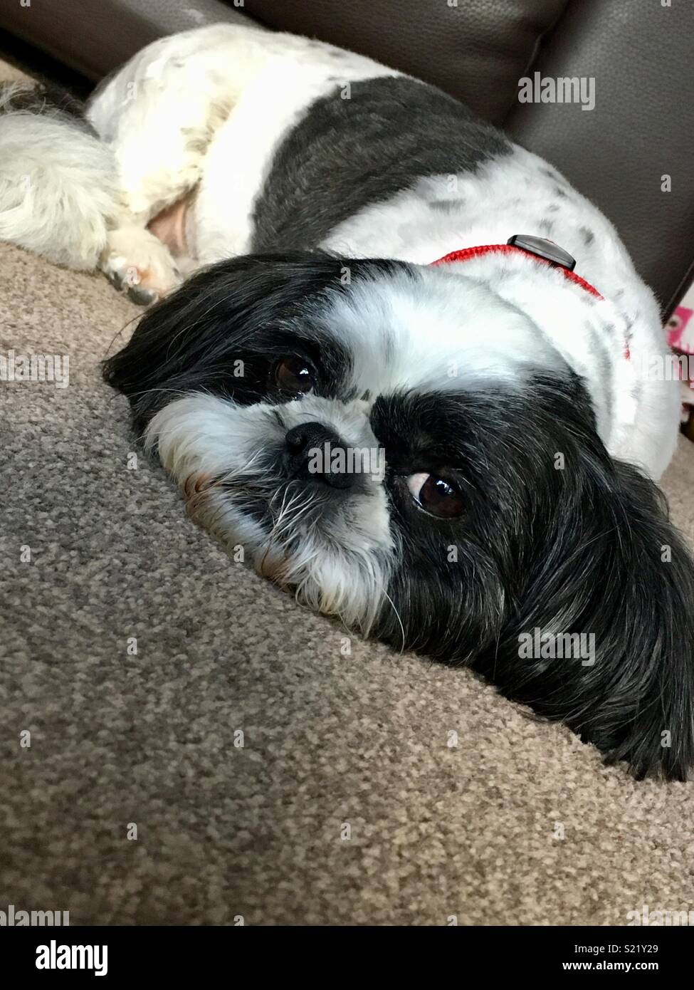 Dixie the dog hi-res stock photography and images - Alamy