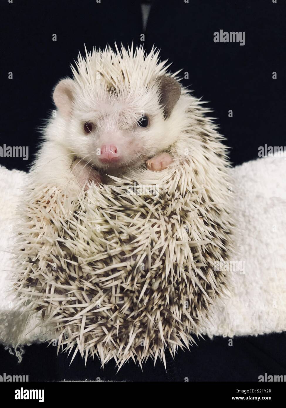 Pygmy hedgehog hi-res stock photography and images - Alamy