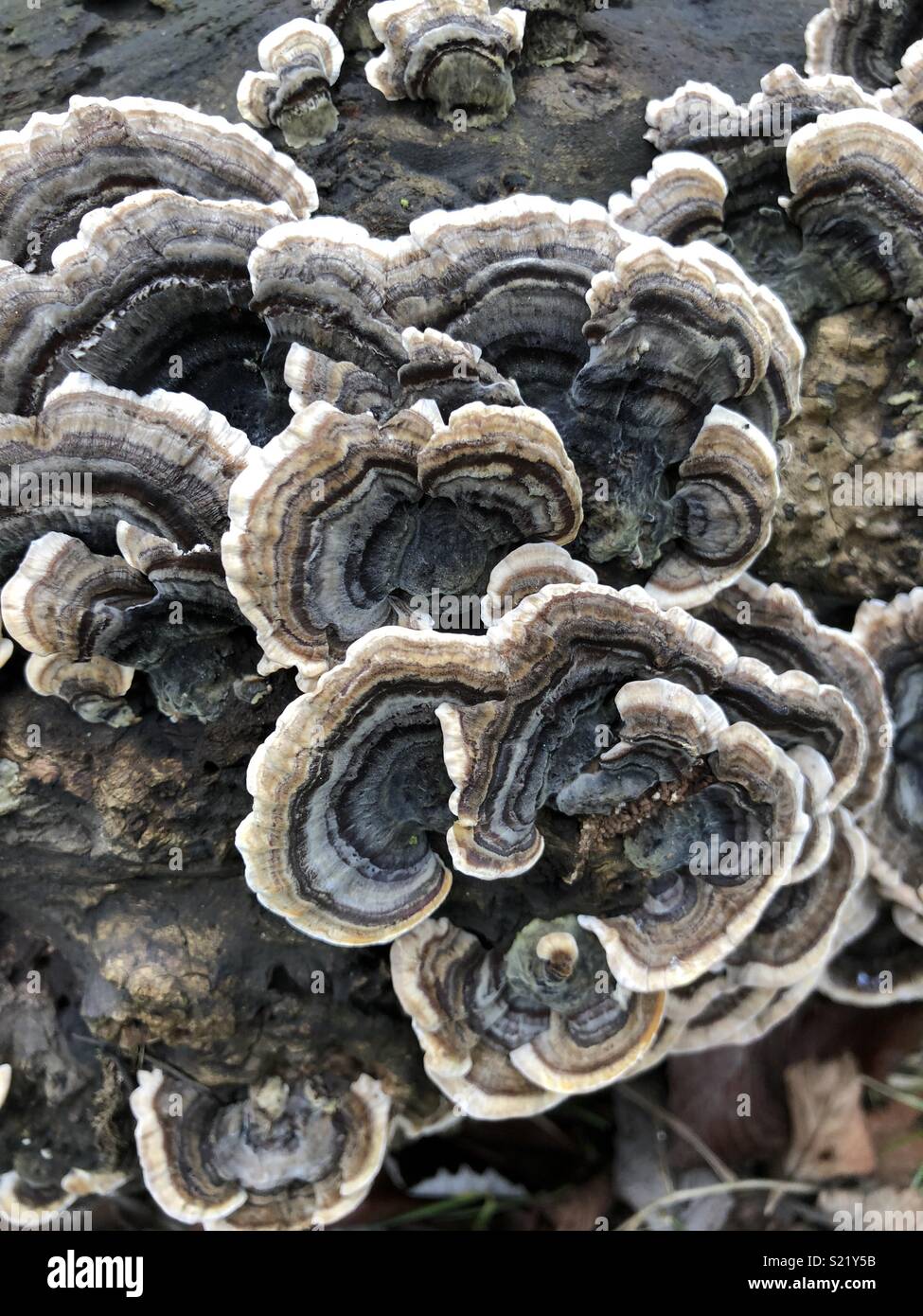Funghi mushroom hi-res stock photography and images - Alamy