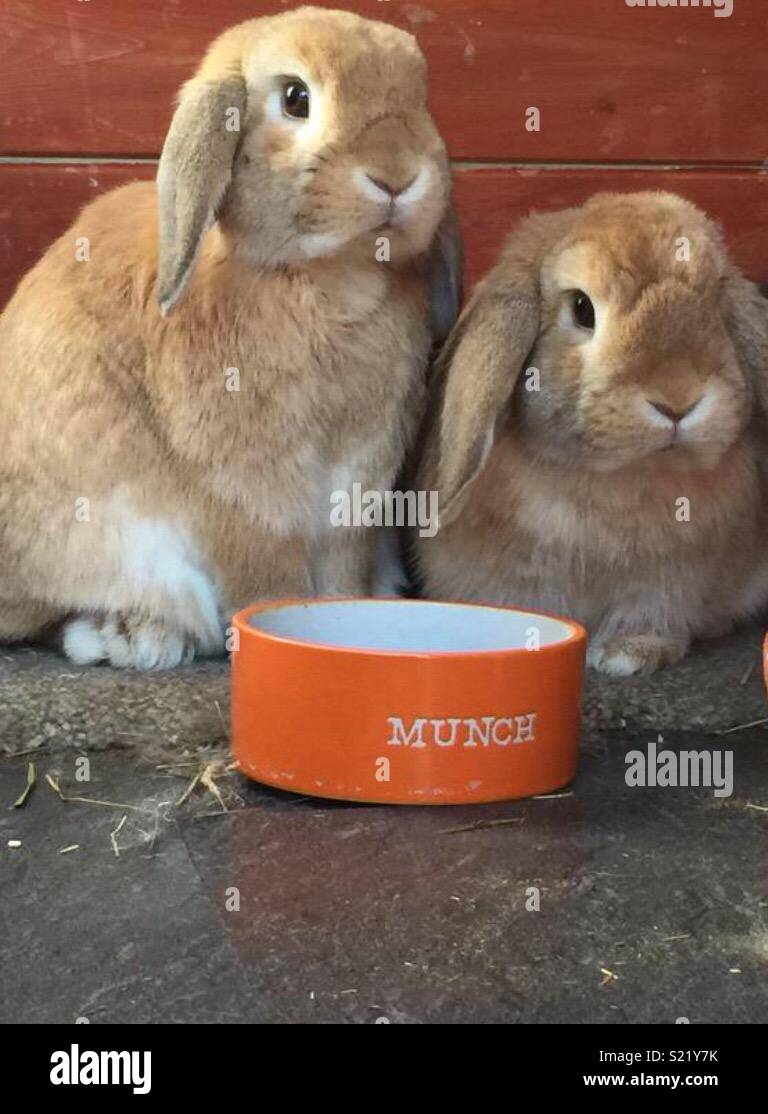 Cute bunny munch time Stock Photo - Alamy