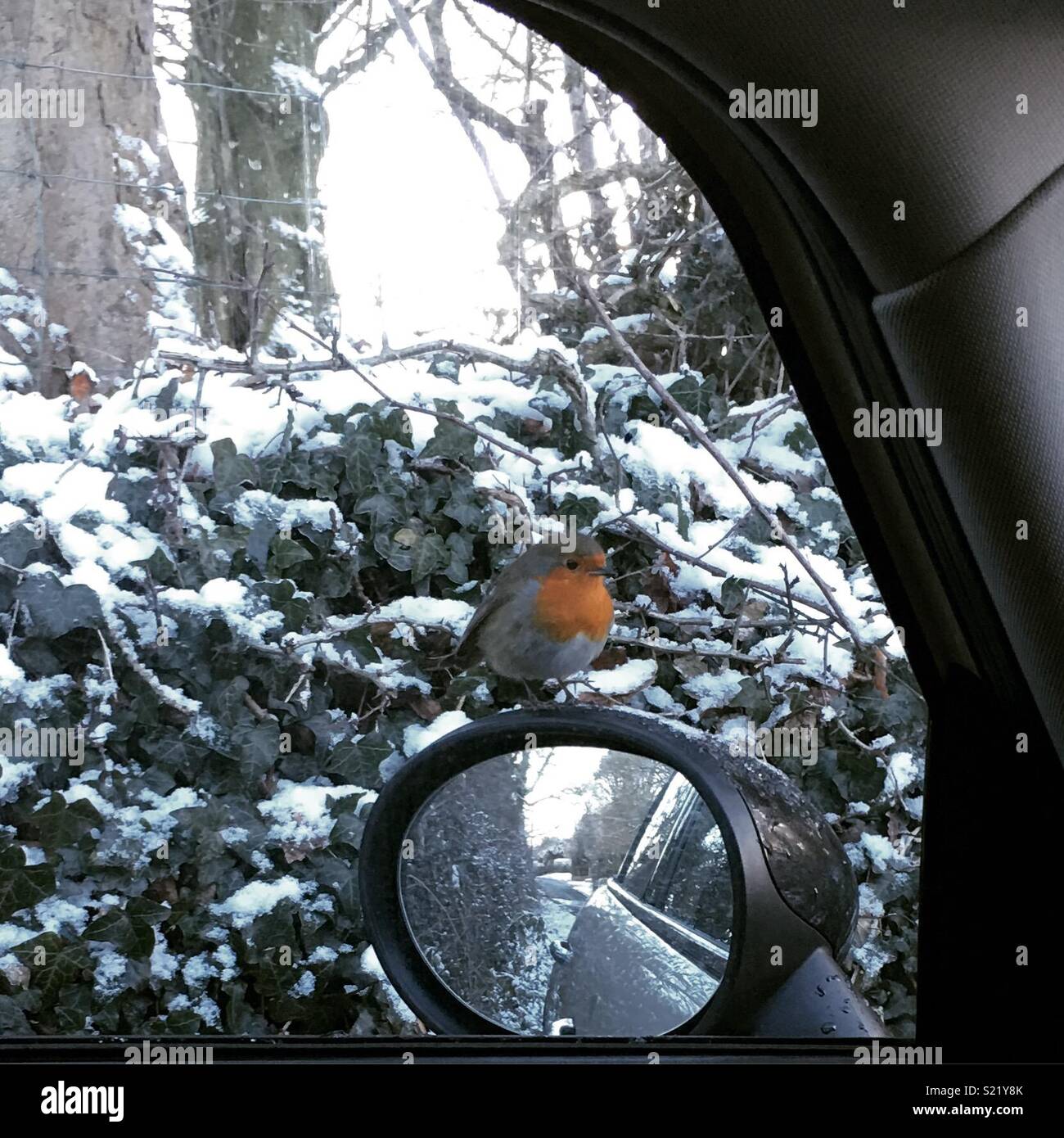 Christmas robin hi-res stock photography and images - Alamy