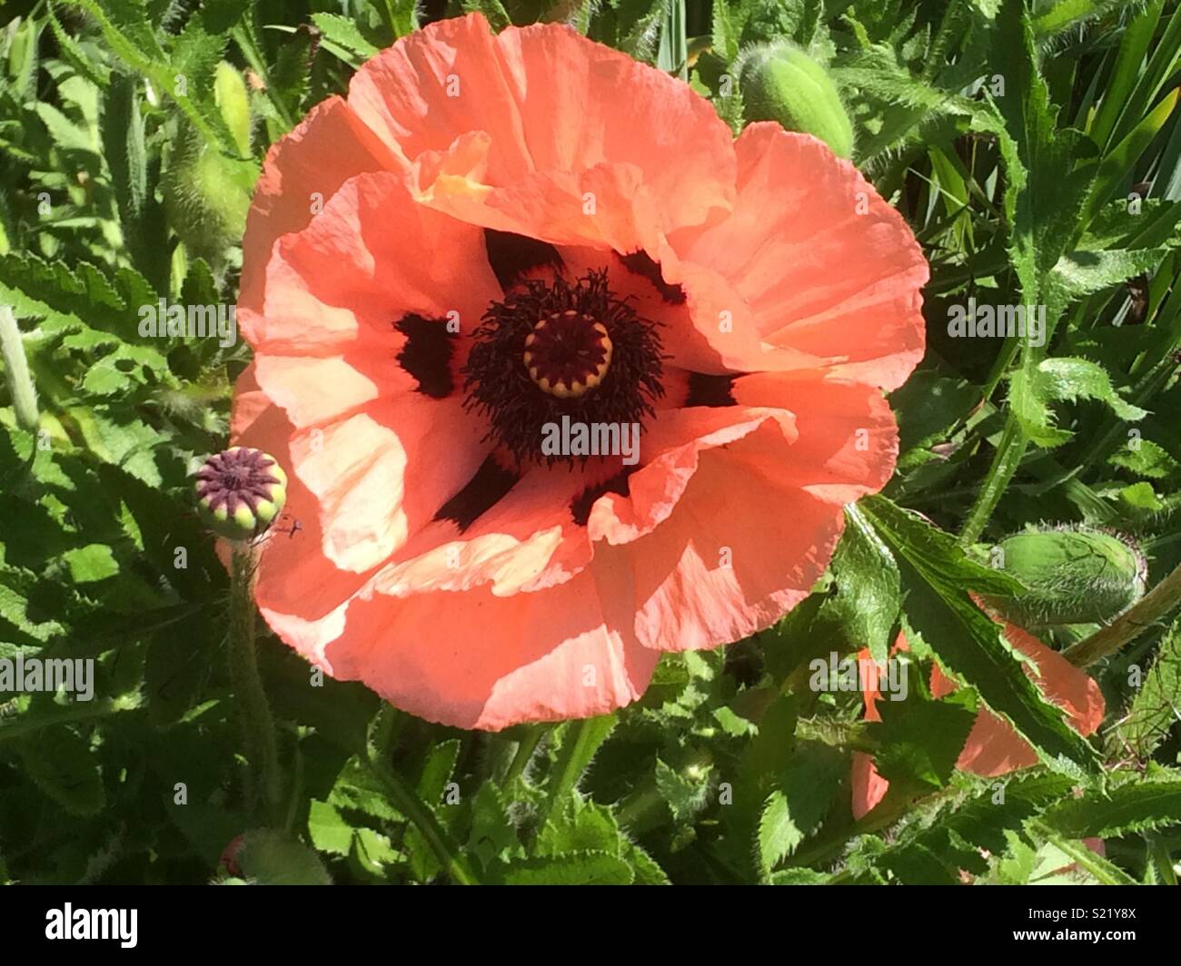 Pink , giant poppy Stock Photo - Alamy